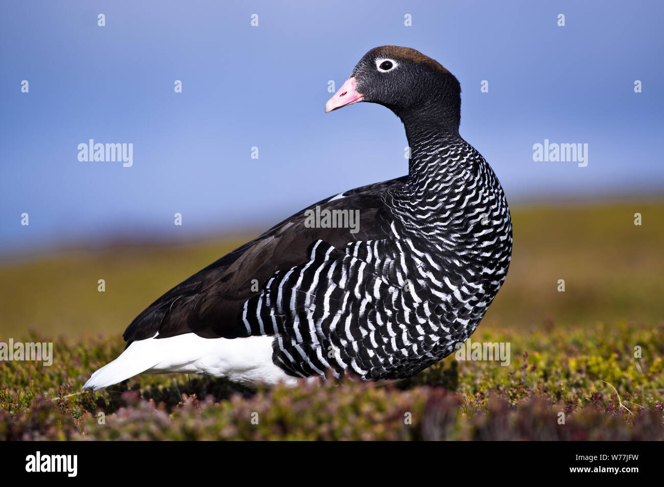 Falklands falkland islands wildlife hi-res stock photography and images ...