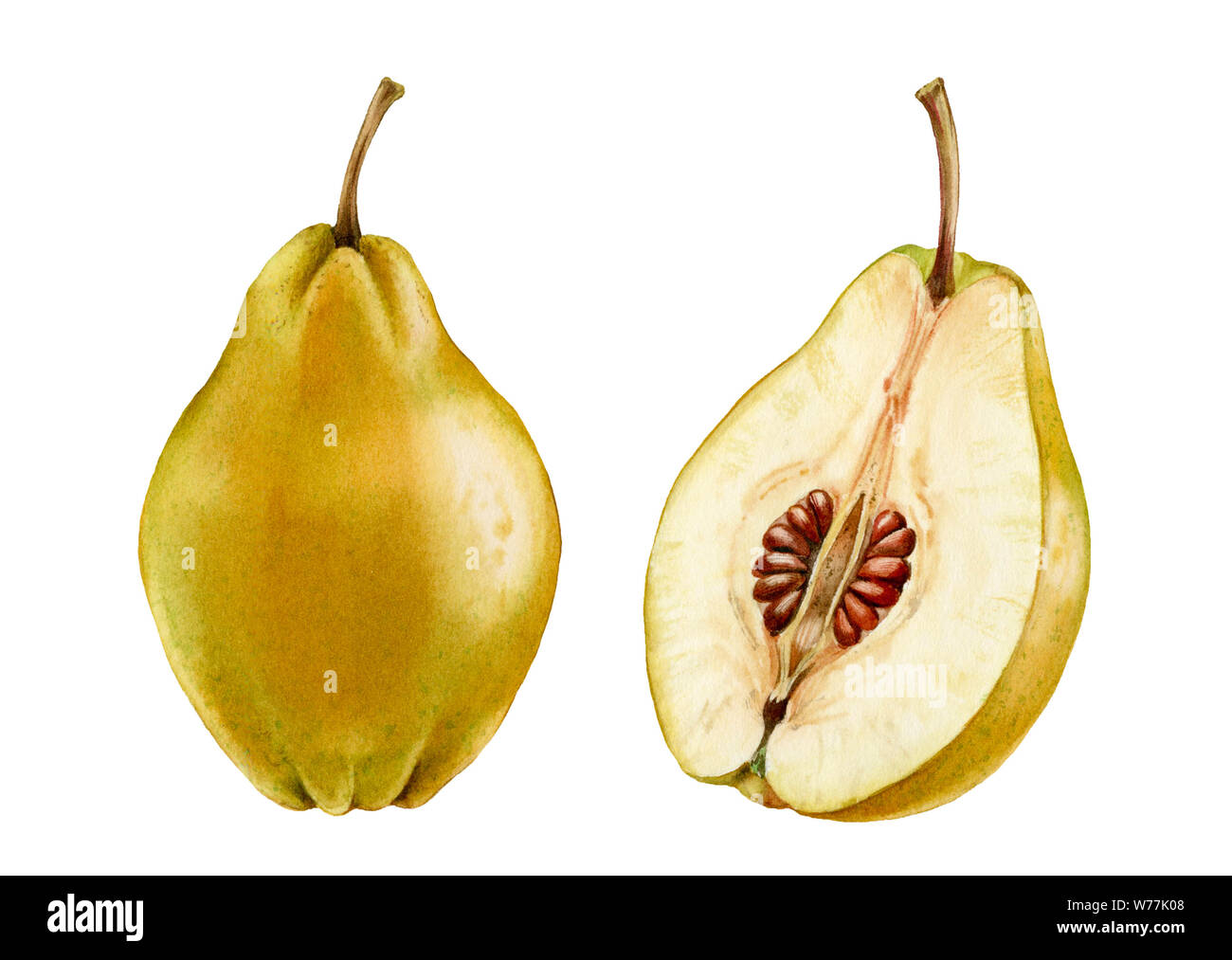 Quince botanical illustration Cut Out Stock Images & Pictures - Alamy