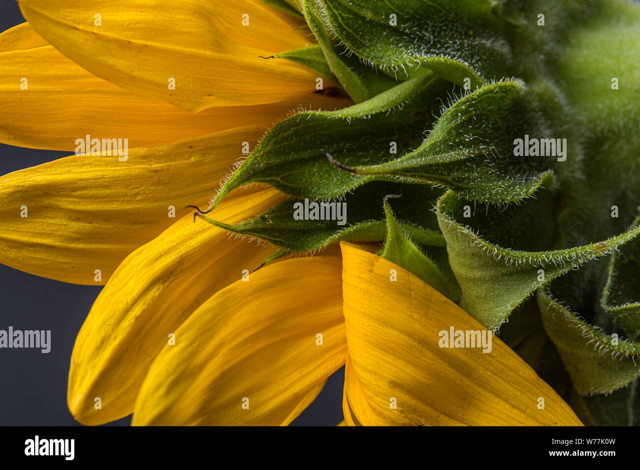 Yellow sunflower close up still with green sepals and yellow petals ...