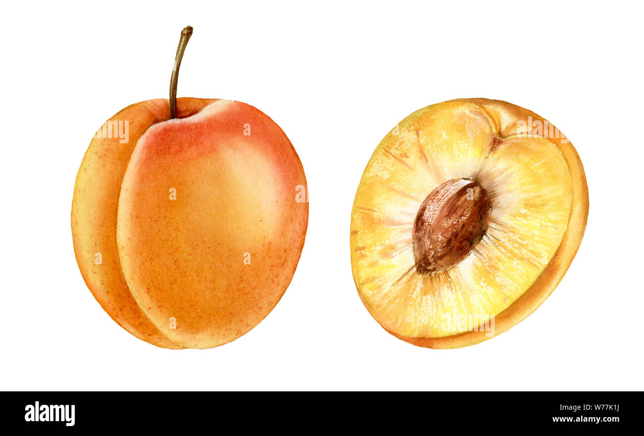 Realistic botanical watercolor illustration apricot fruit: whole and ...