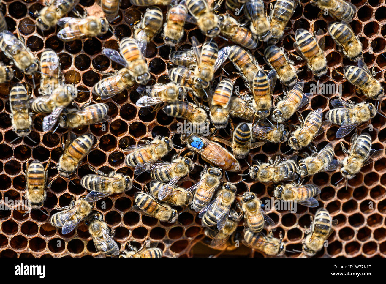 blue mark queen Bee working Honey bees beehive Wax Frame beekeeping ...