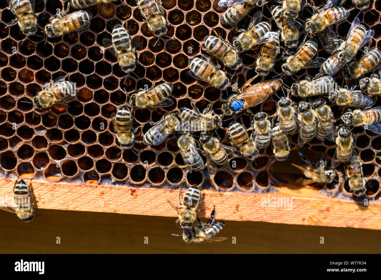 blue mark queen Bee working Honey bees beehive Wax Frame beekeeping ...