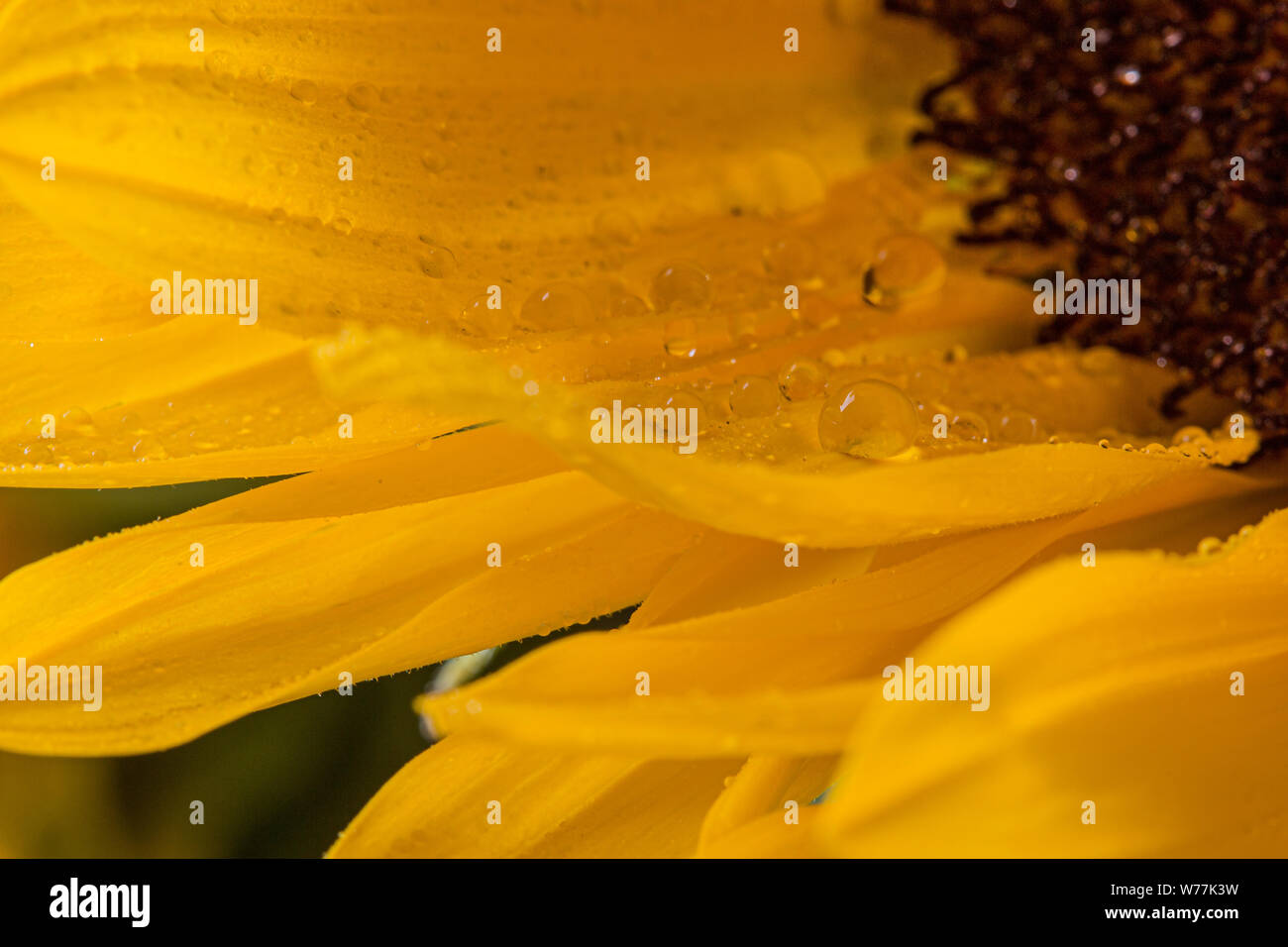 Yellow sunflower in bloom macro still with waterdrops Stock Photo - Alamy