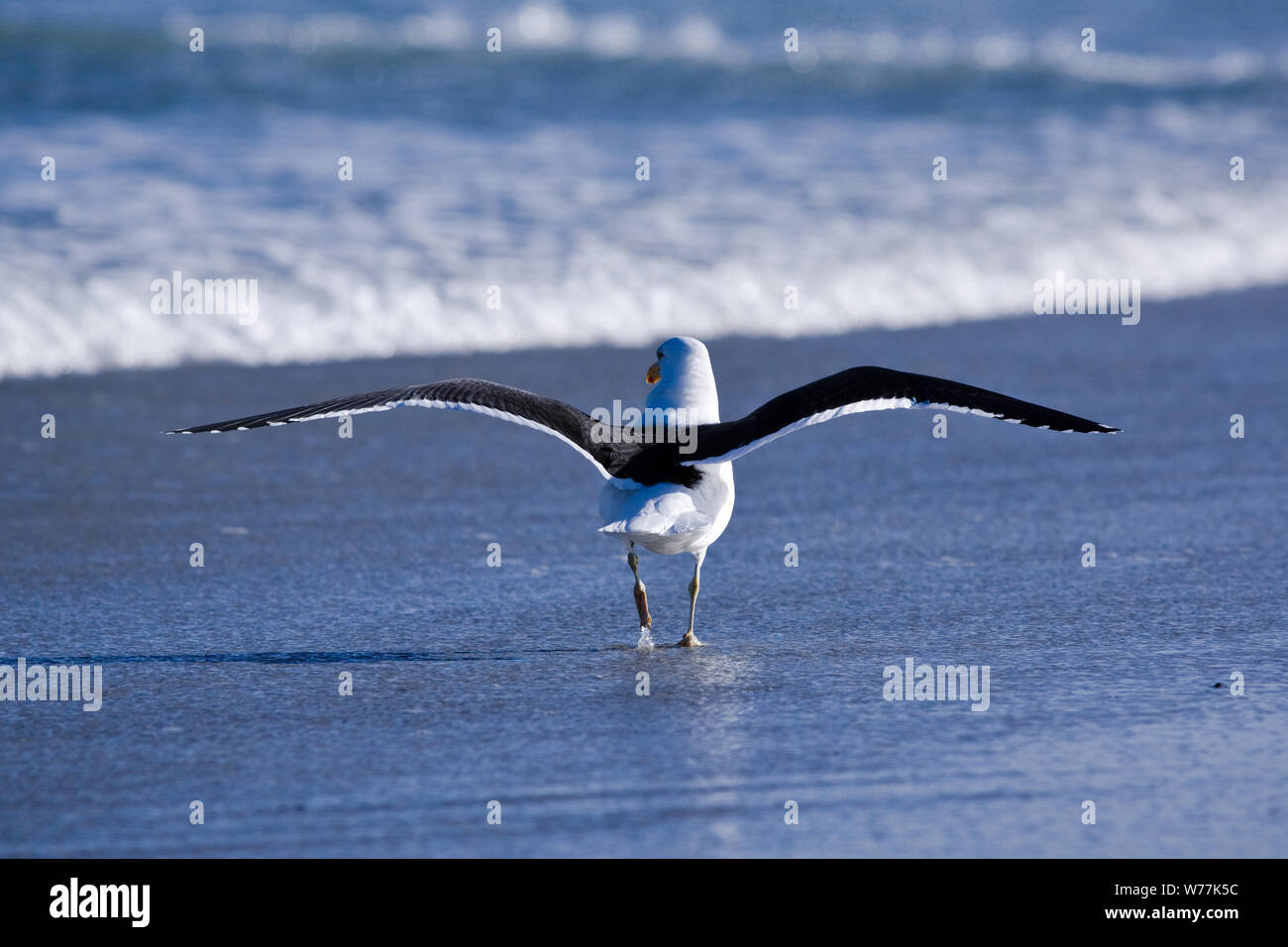 A seagull feeling the wind on its wings at Bertha's beach, East ...
