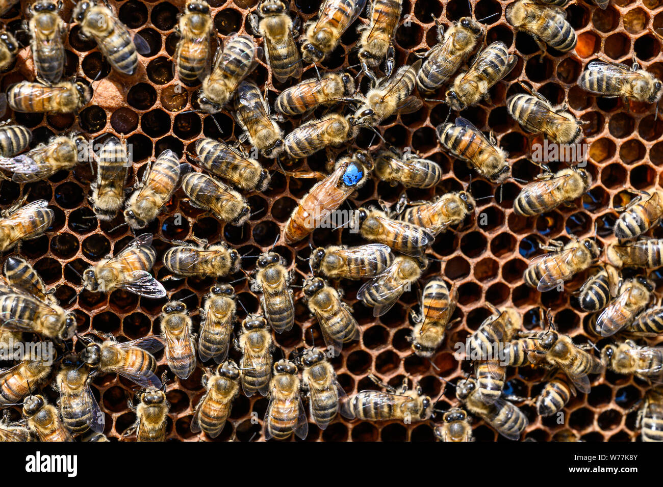 Queen frame beehive honey bees hi-res stock photography and images - Alamy