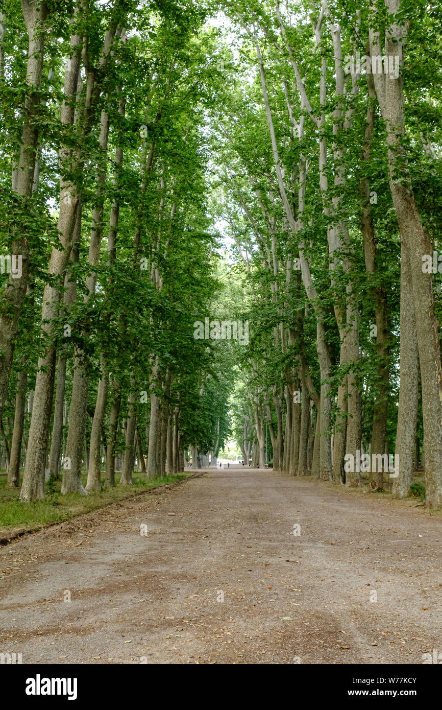 Tall trees in a row hi-res stock photography and images - Alamy