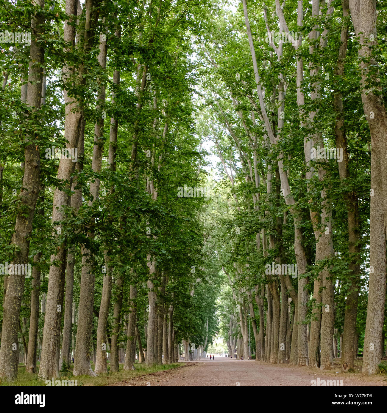 Tall trees in a row hi-res stock photography and images - Alamy