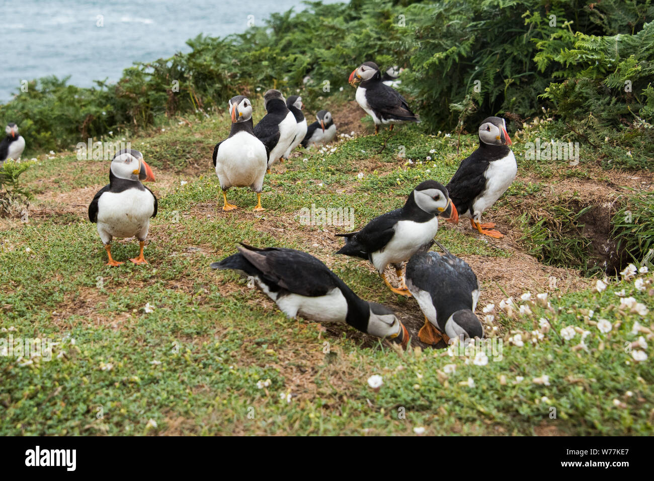 Atlantic Puffins on Skomer Island Stock Photo - Alamy
