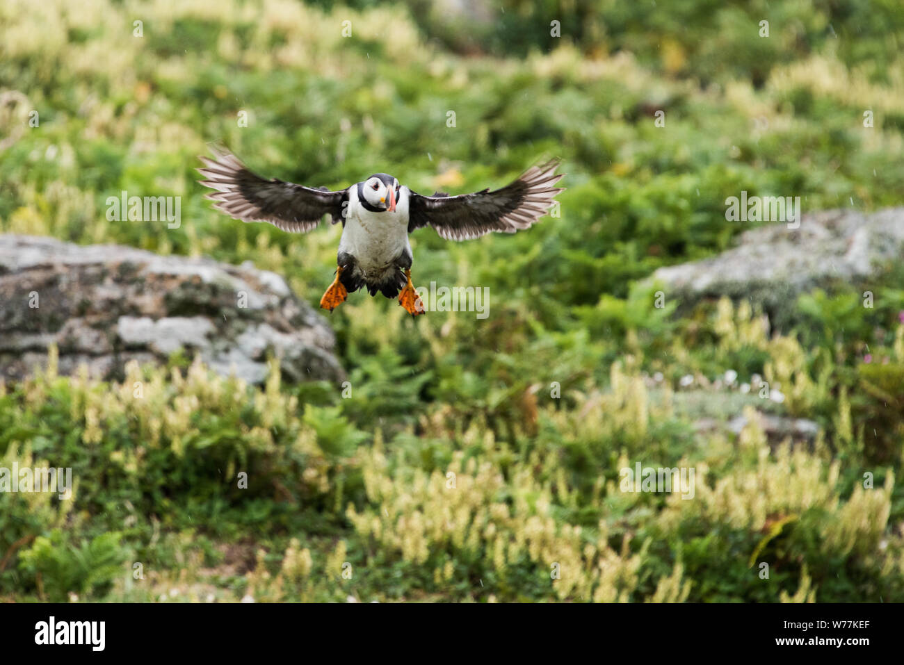 Atlantic Puffins on Skomer Island Stock Photo - Alamy