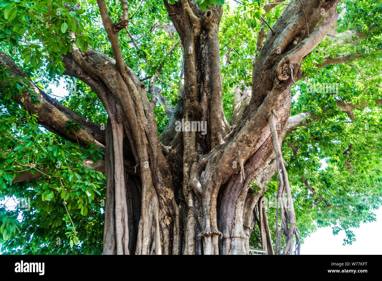 Ficus lacor buch hi-res stock photography and images - Alamy