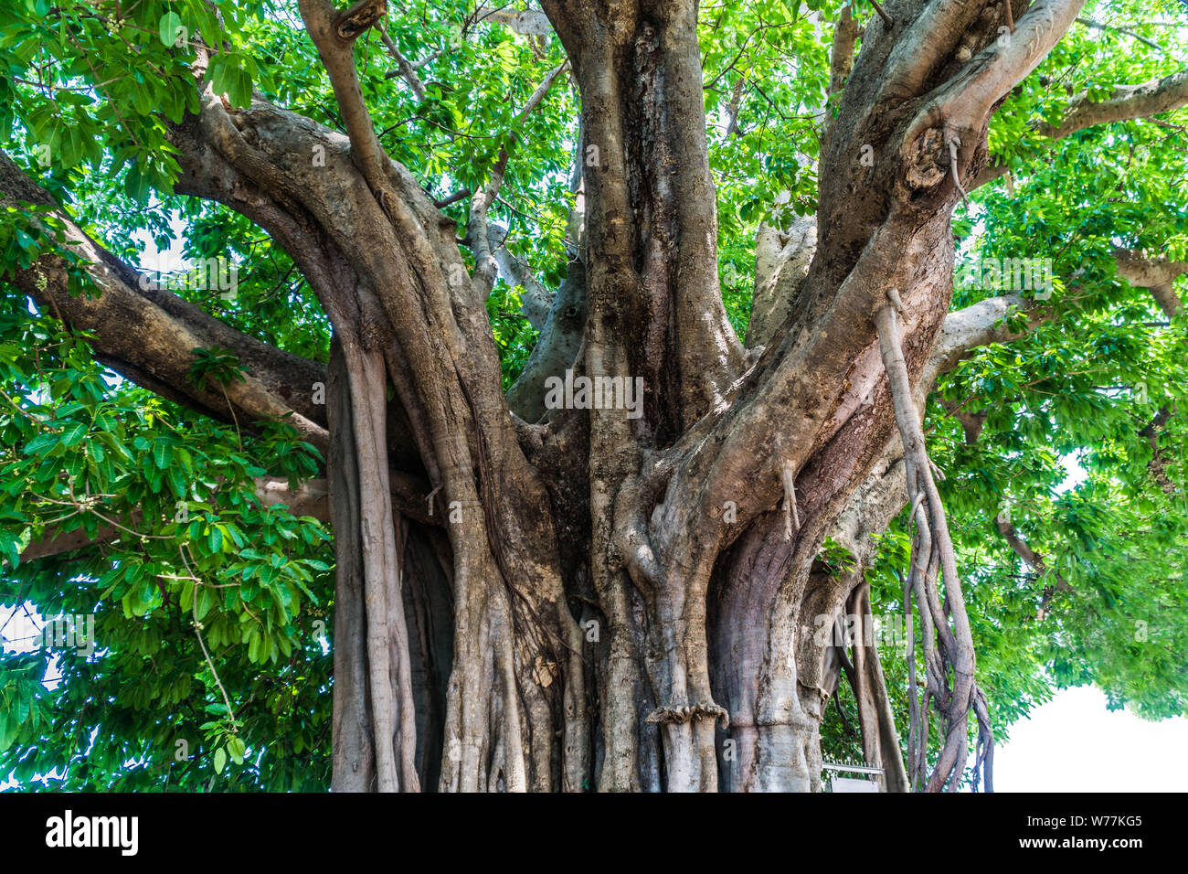 Ficus superba tree hi-res stock photography and images - Alamy