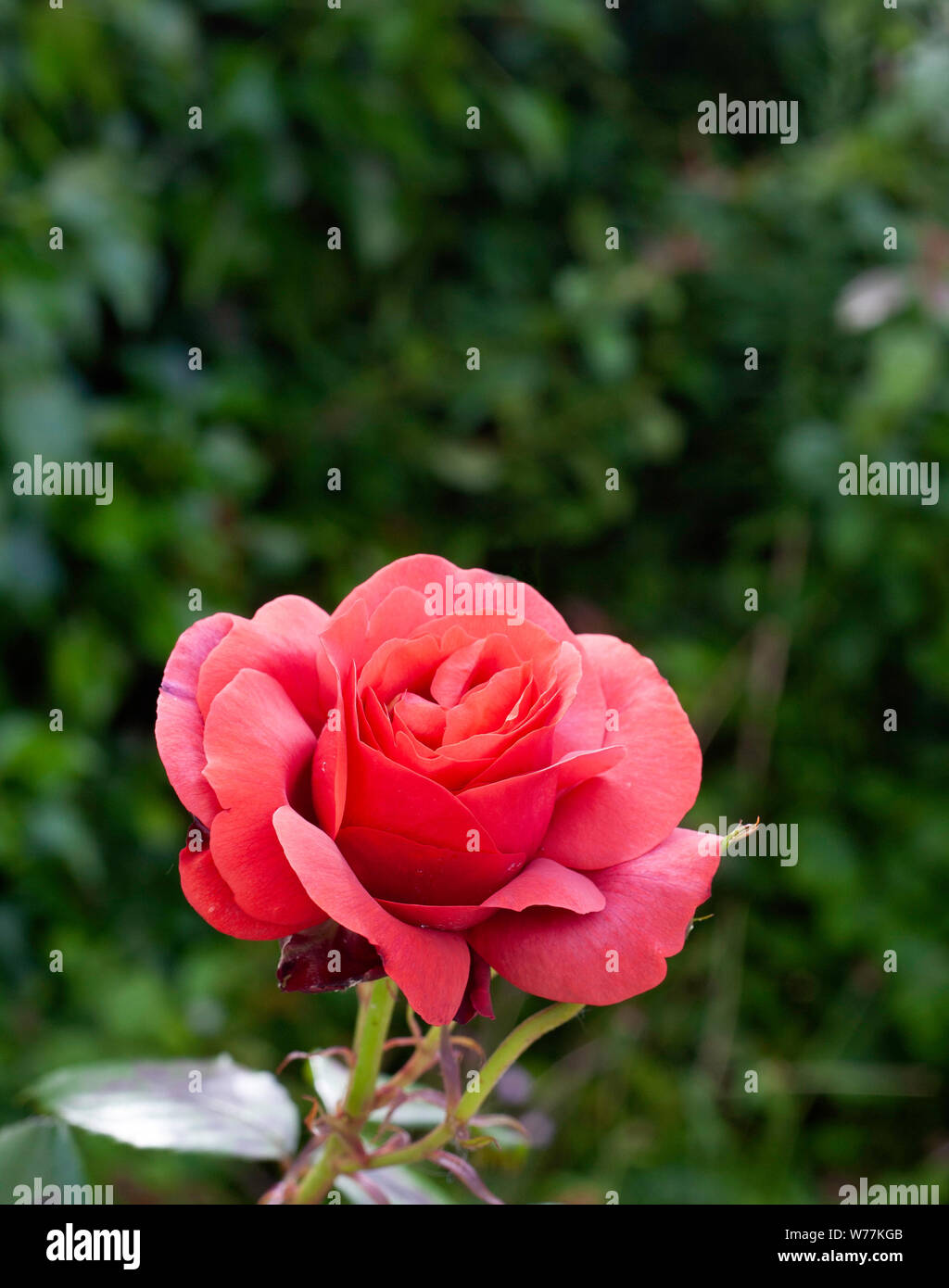 Red Rose in garden Stock Photo - Alamy