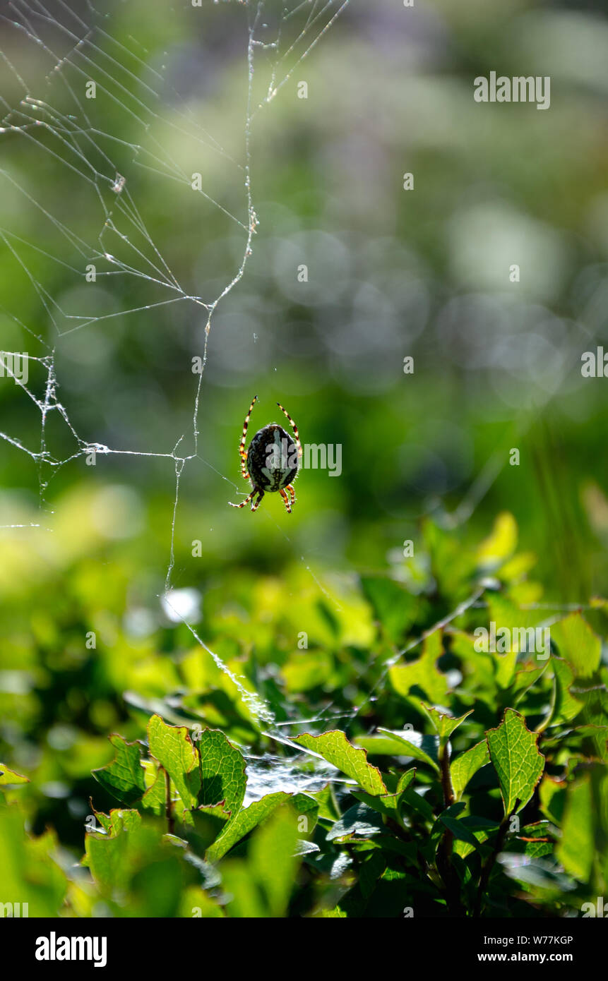 Web on the ground hi-res stock photography and images - Alamy