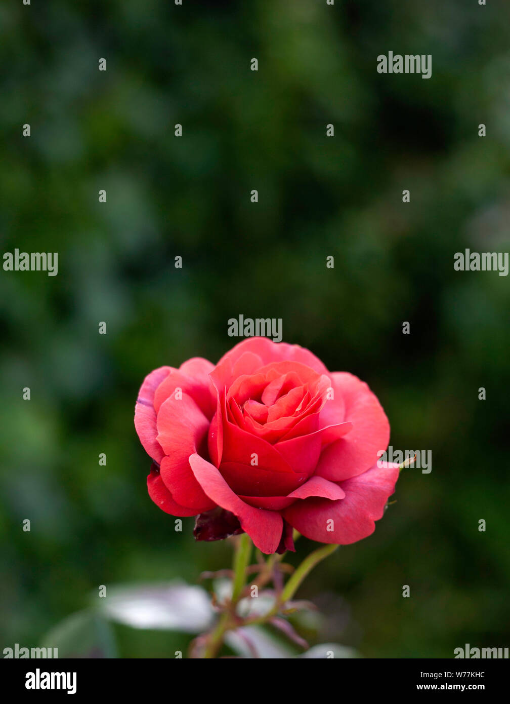 Red rose of lancashire hi-res stock photography and images - Alamy