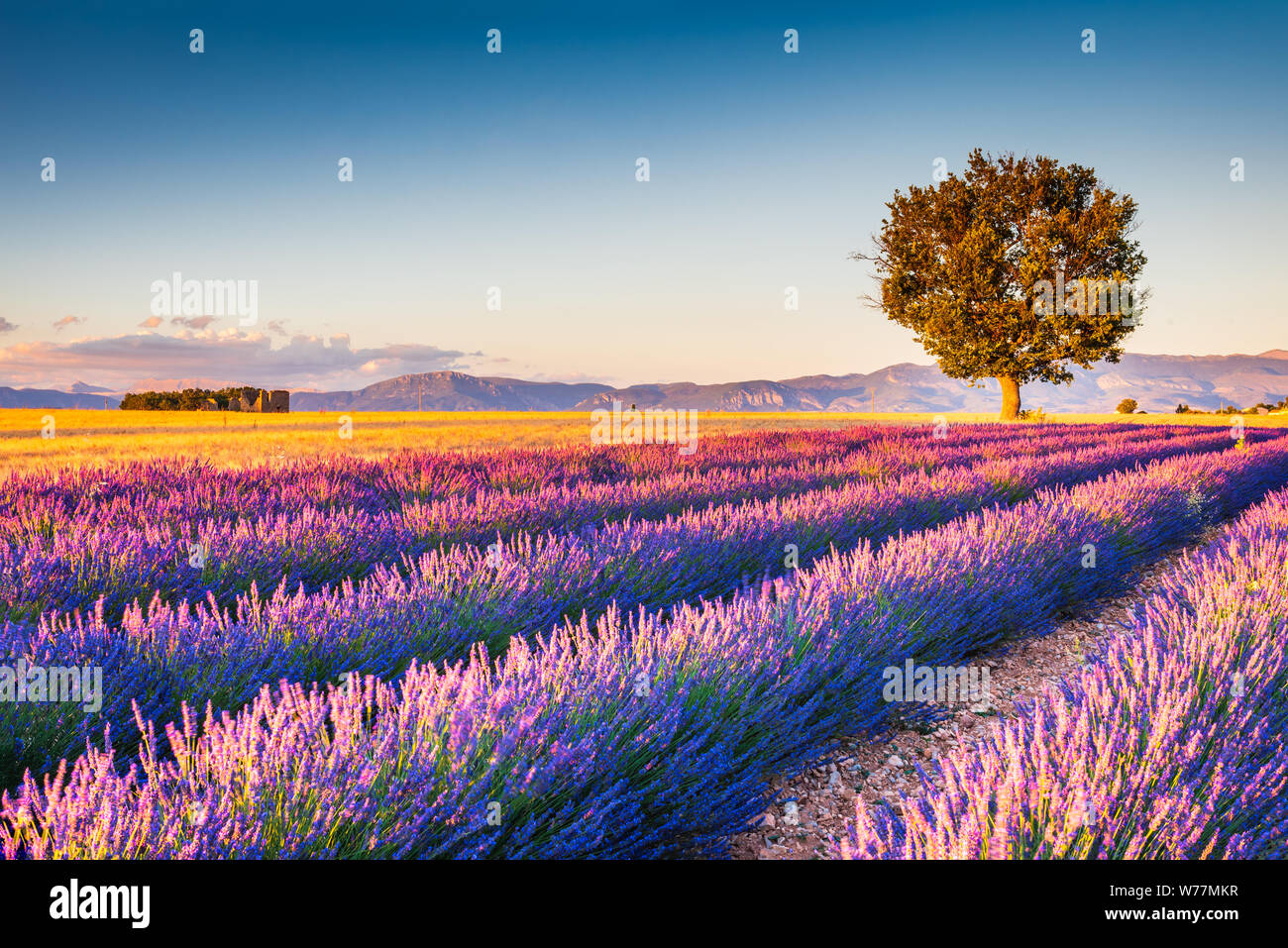 Provence, France. Lavender field summer sunset landscape near Valensole Stock Photo - Alamy