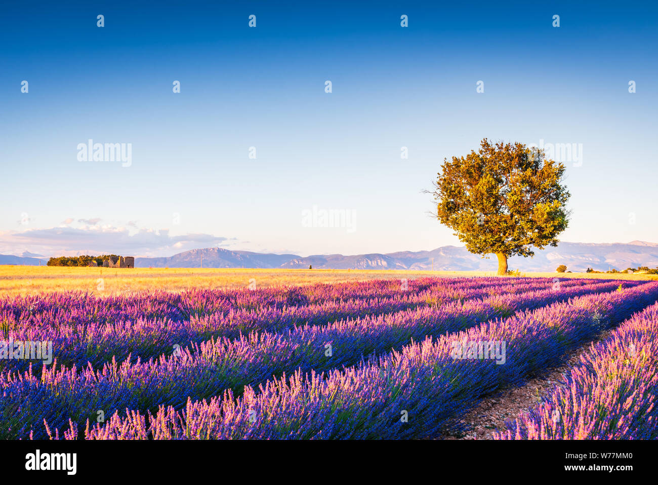 Provence, Francce. Lavender field summer sunset landscape near Valensole Stock Photo - Alamy