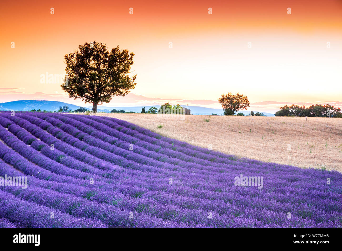 Provence, Francce. Lavender field summer sunset landscape near Valensole Stock Photo - Alamy