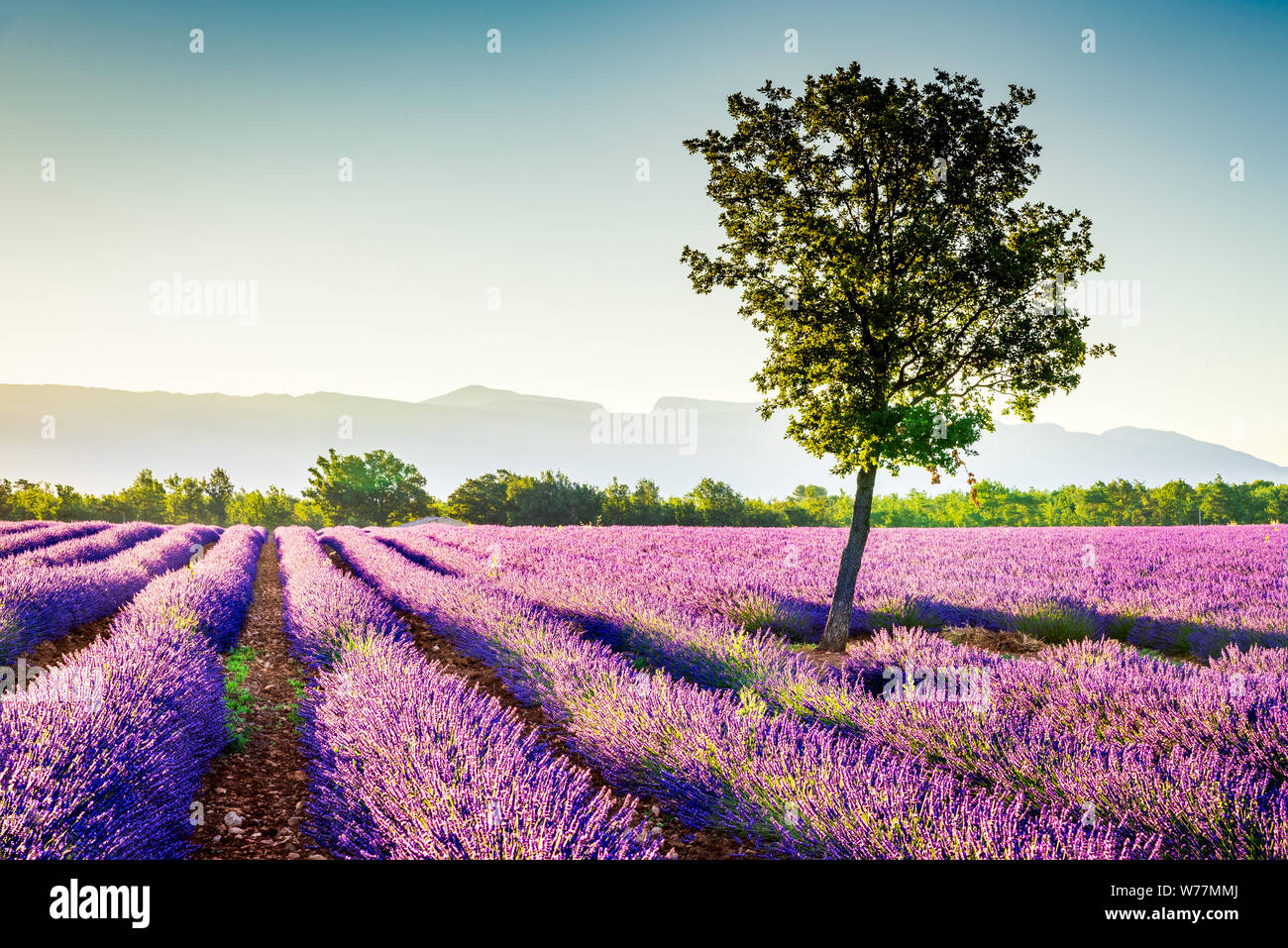 Provence, France. Lavender field summer sunset landscape near Valensole Stock Photo - Alamy