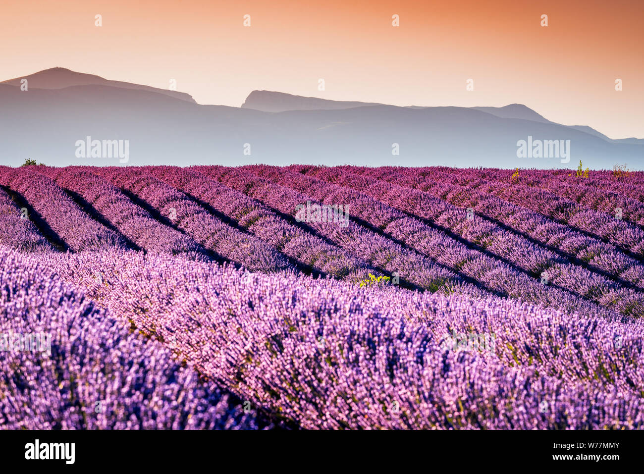 Provence, Francce. Lavender field summer sunset landscape near Valensole Stock Photo - Alamy