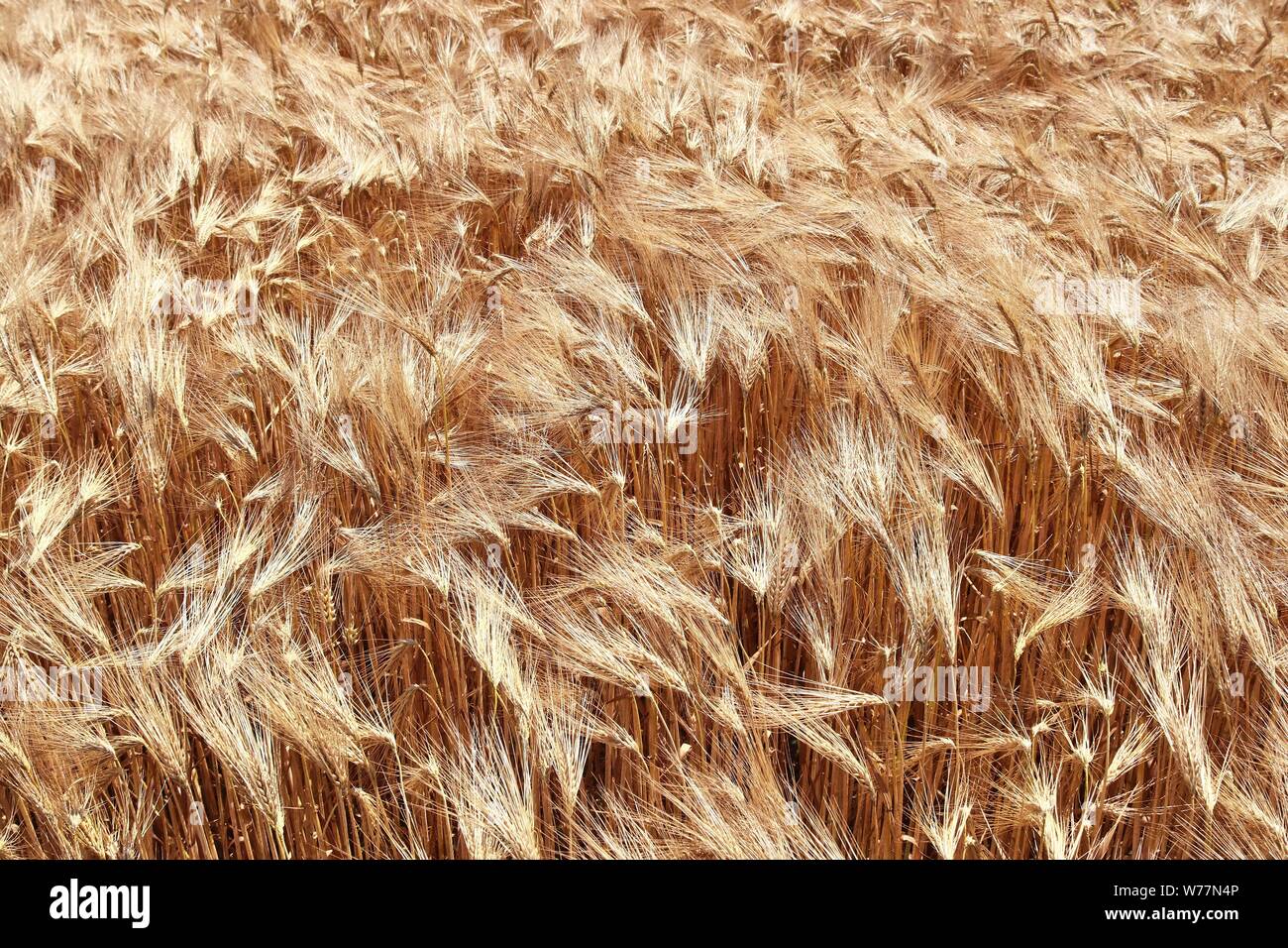 Beautiful and detailed close up view on crop and wheat field textures ...