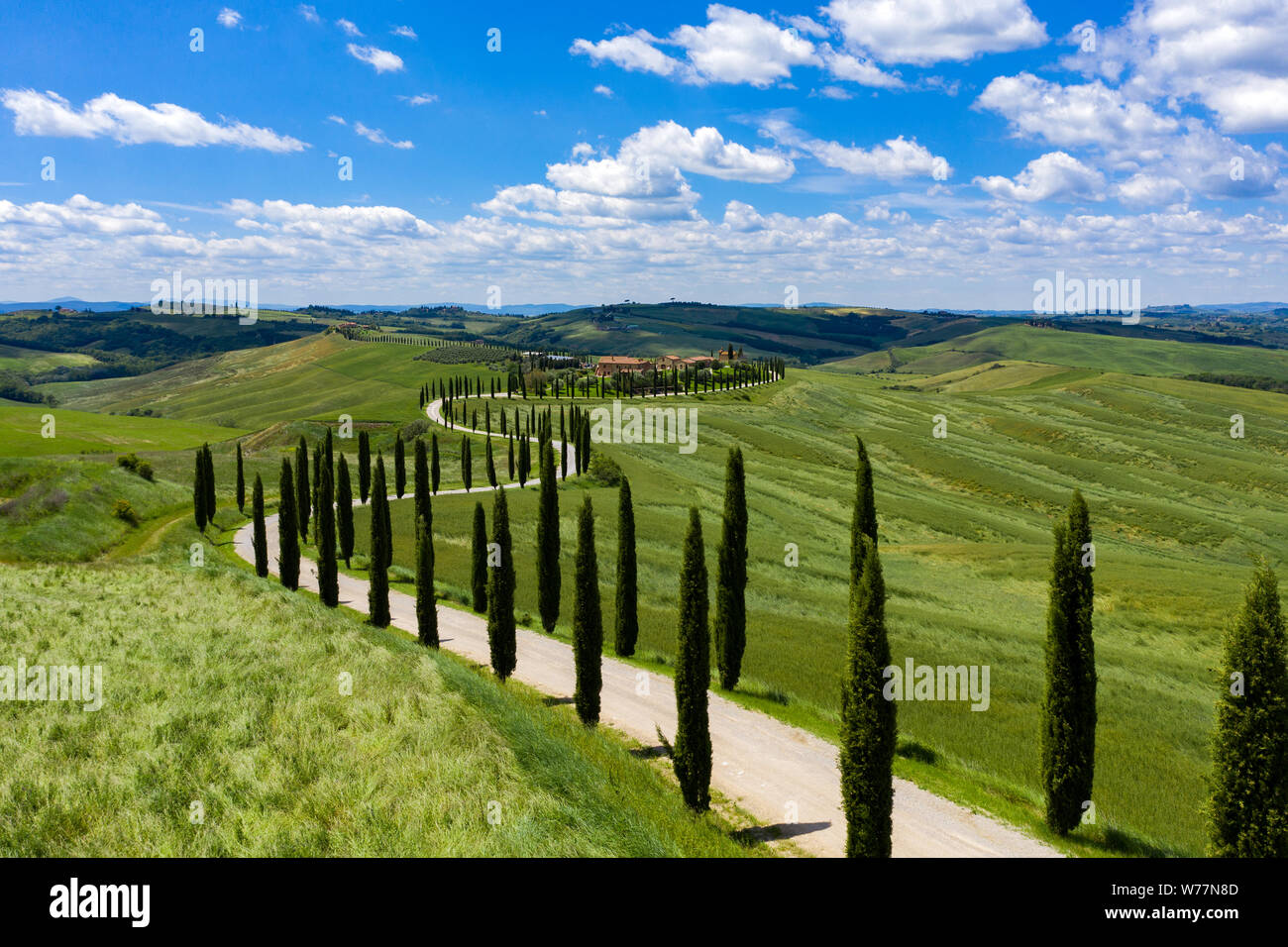 Rolling hills of Tuscany, Italy, on a sunny summers day. Cypress trees ...