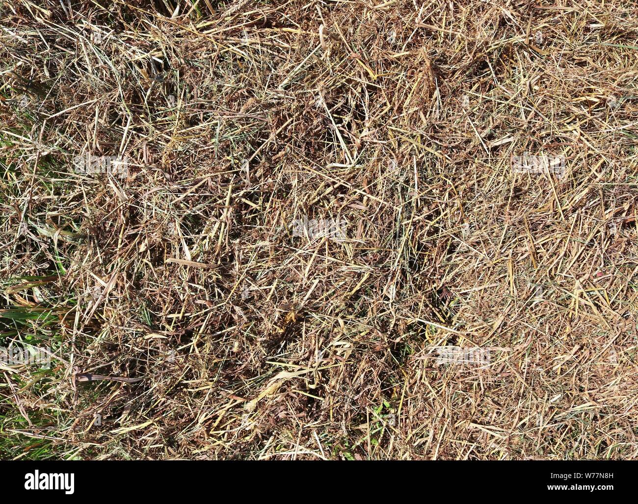 Beautiful and detailed close up view on crop and wheat field textures ...