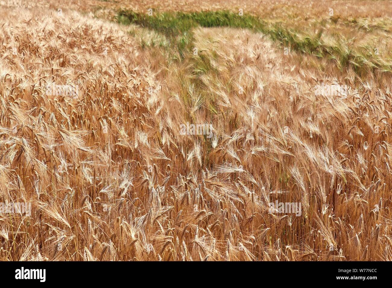 Beautiful and detailed close up view on crop and wheat field textures ...