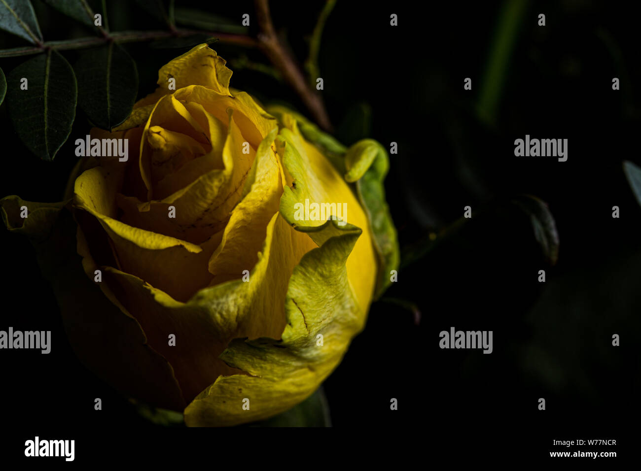 Yellow rose flower in bloom macro still Stock Photo - Alamy
