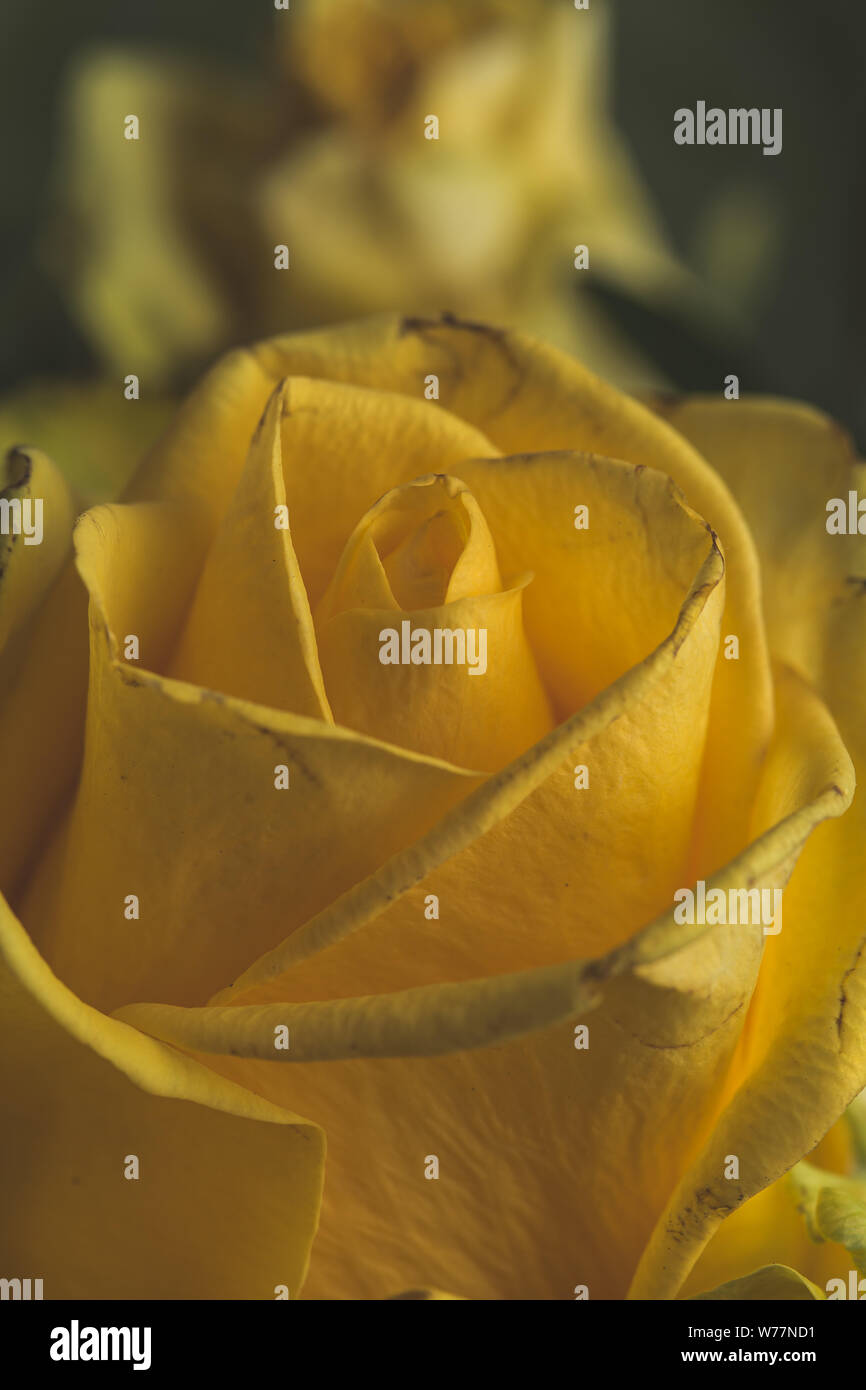 Yellow rose flower in bloom macro still Stock Photo - Alamy