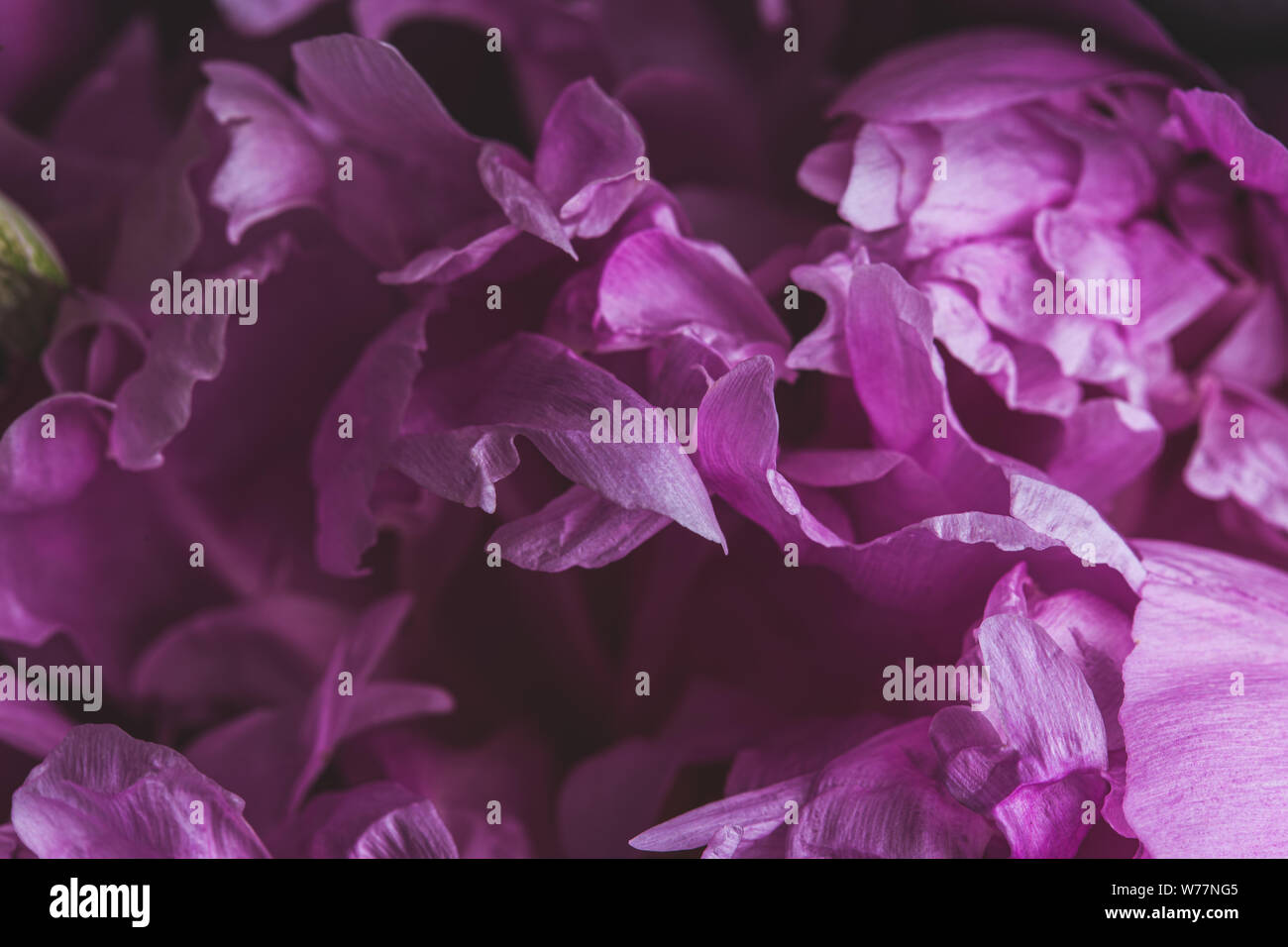 Petal textures hi-res stock photography and images - Alamy