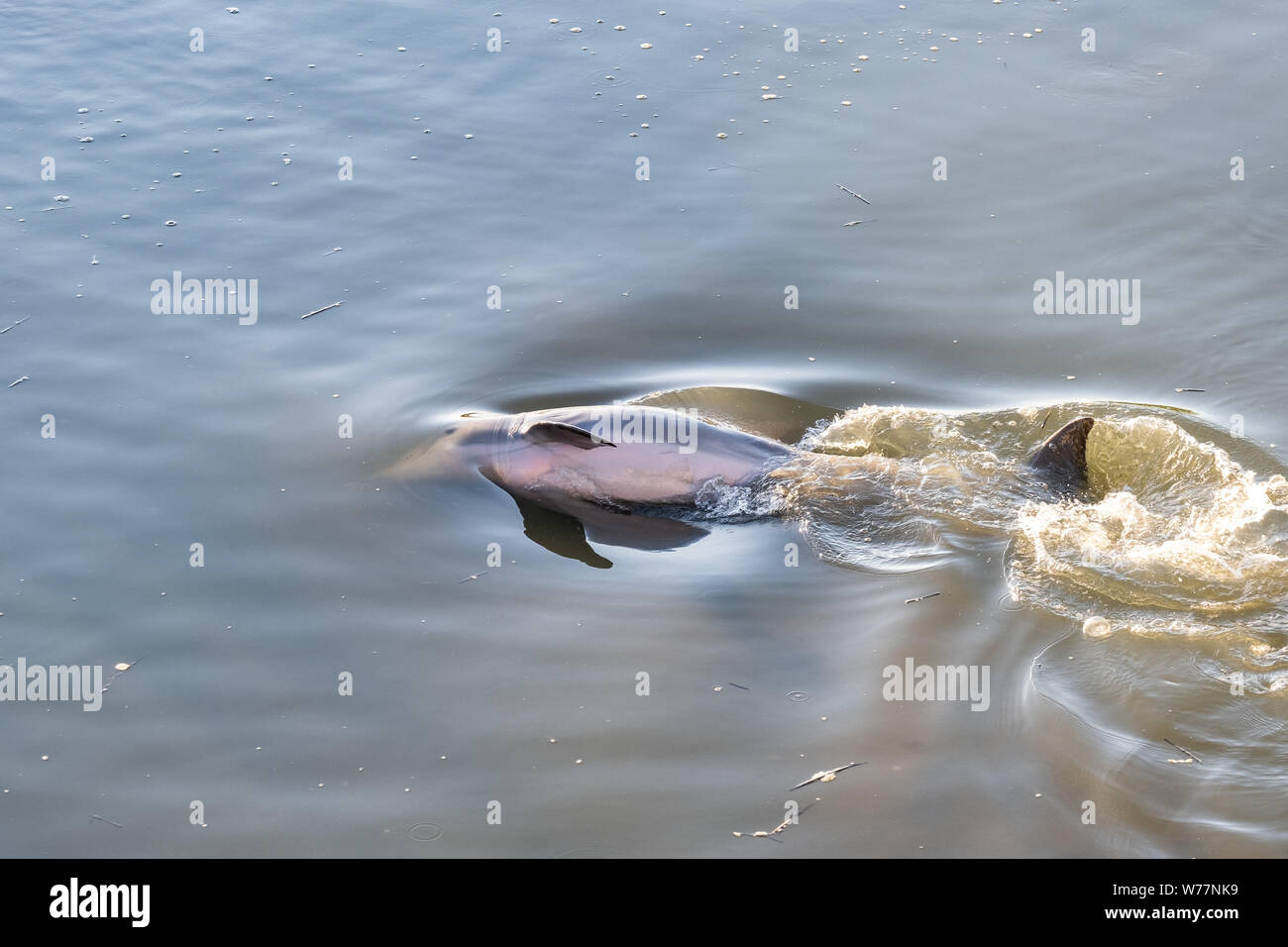 Bottlenose dolphin in shallow water hi-res stock photography and images ...