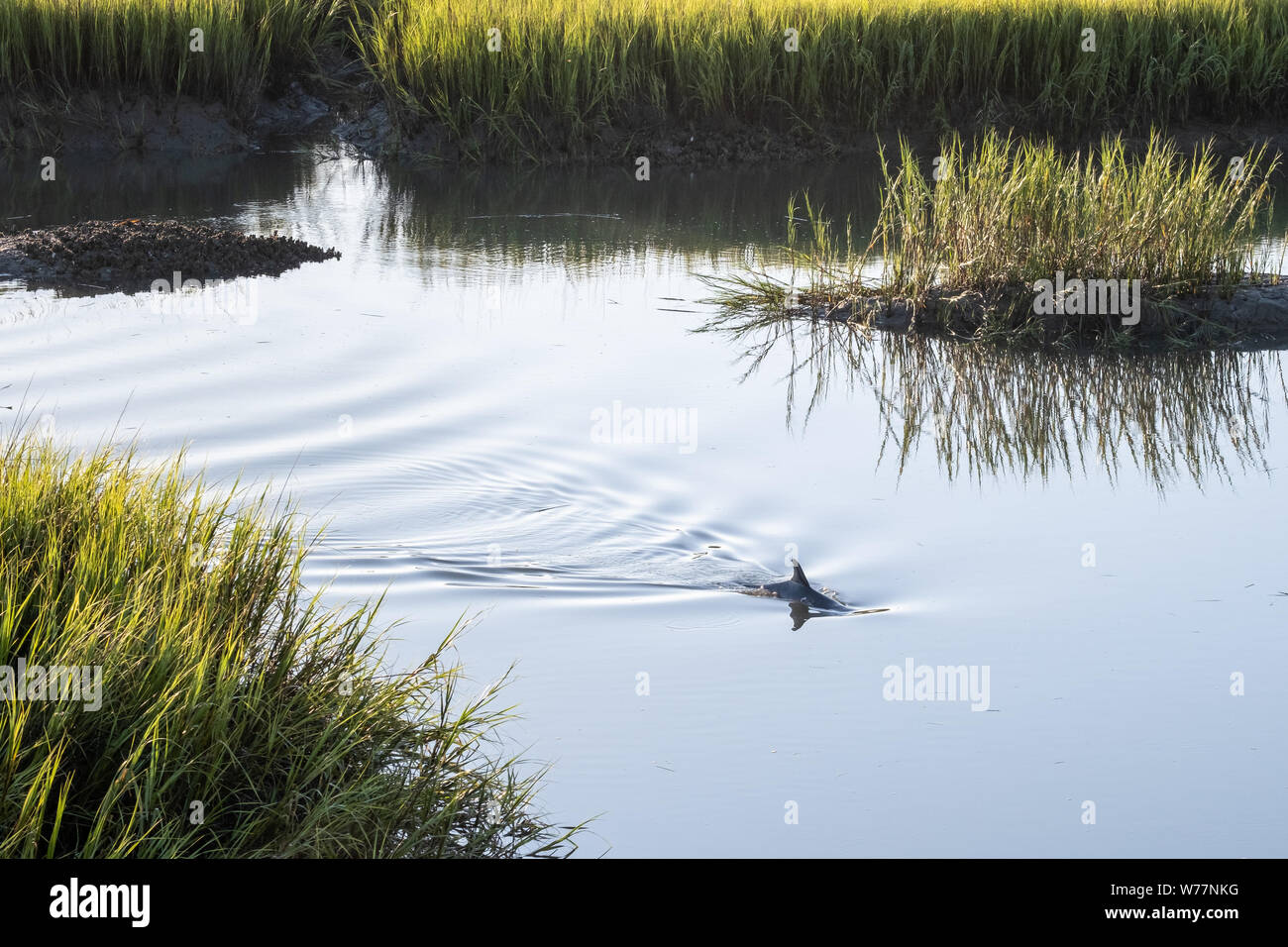 Bottlenose dolphin in shallow water hi-res stock photography and images ...