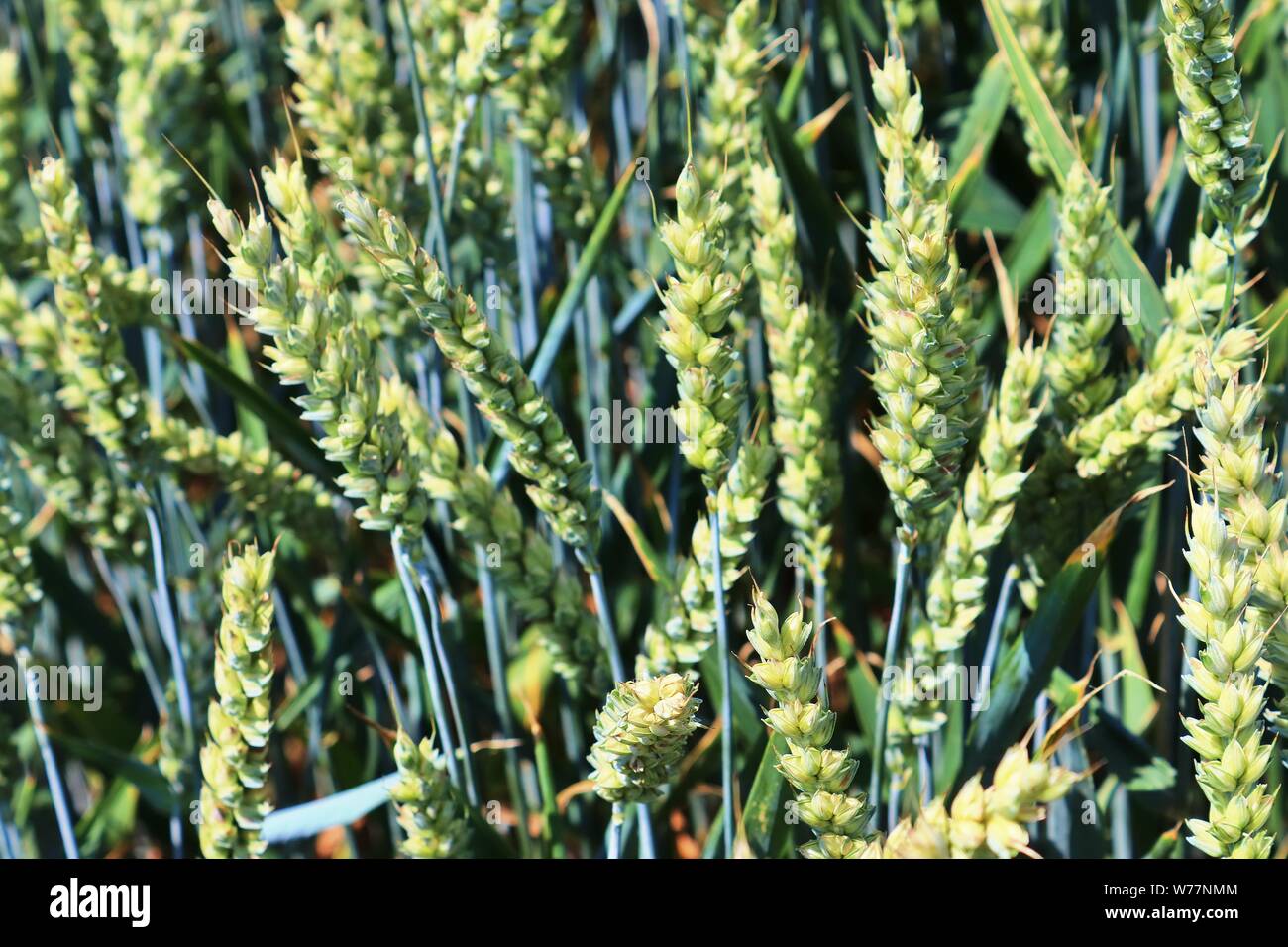 Beautiful and detailed close up view on crop and wheat field textures ...