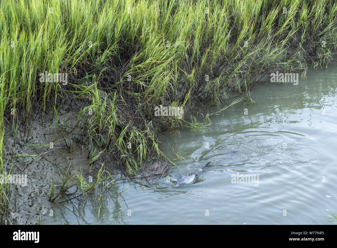An estuarine bottlenose dolphin hunts for fish in a shallow marsh creek ...