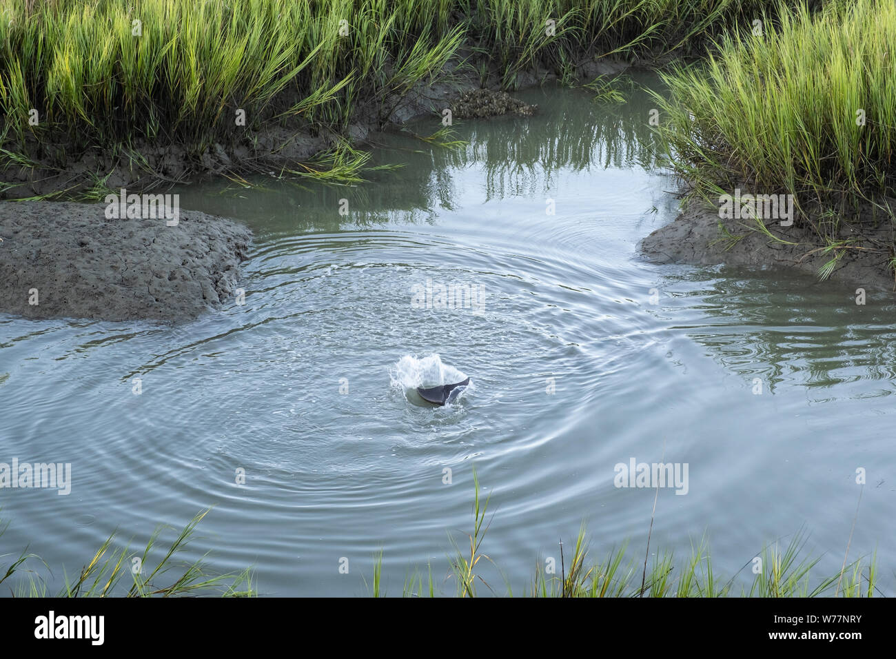 An estuarine bottlenose dolphin hunts for fish in a shallow marsh creek ...