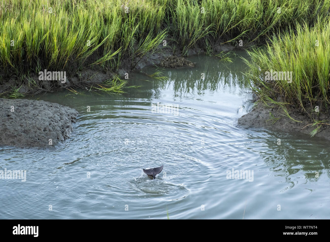 An estuarine bottlenose dolphin hunts for fish in a shallow marsh creek ...