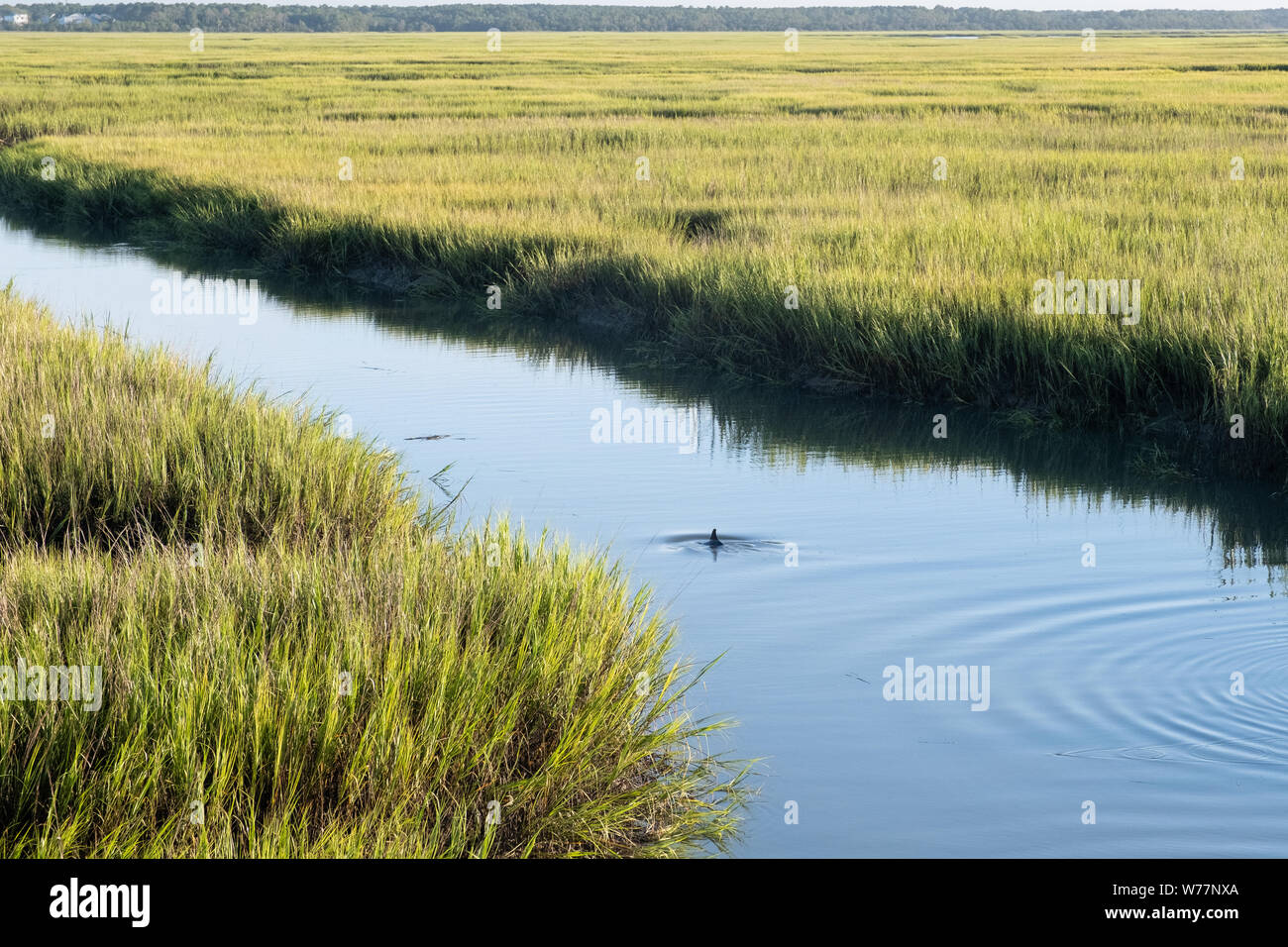 South carolina dolphin hi-res stock photography and images - Alamy