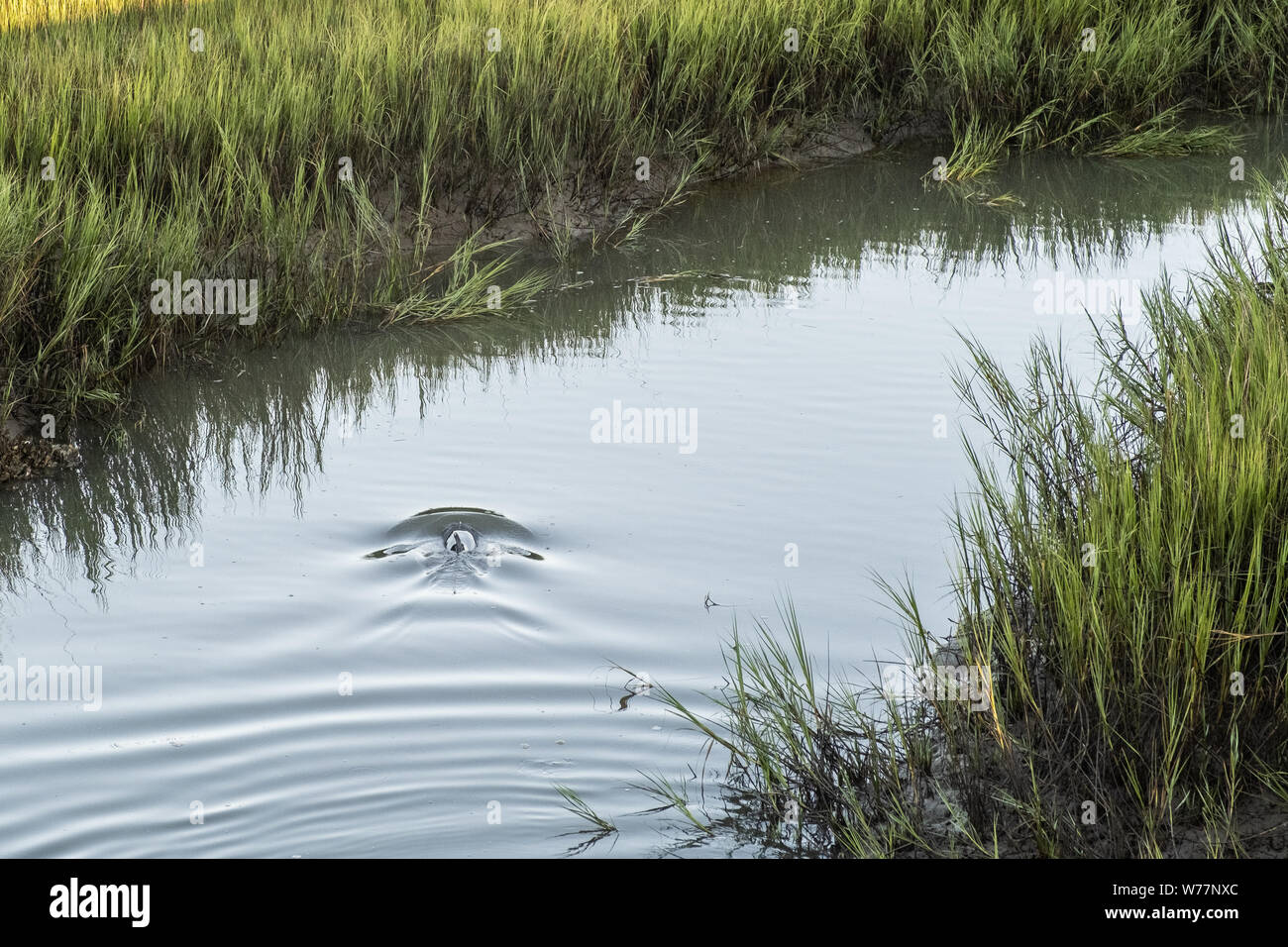 Bottlenose dolphin in shallow water hi-res stock photography and images ...