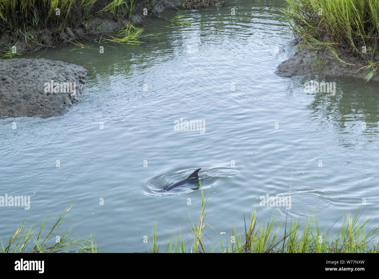 An estuarine bottlenose dolphin hunts for fish in a shallow marsh creek ...