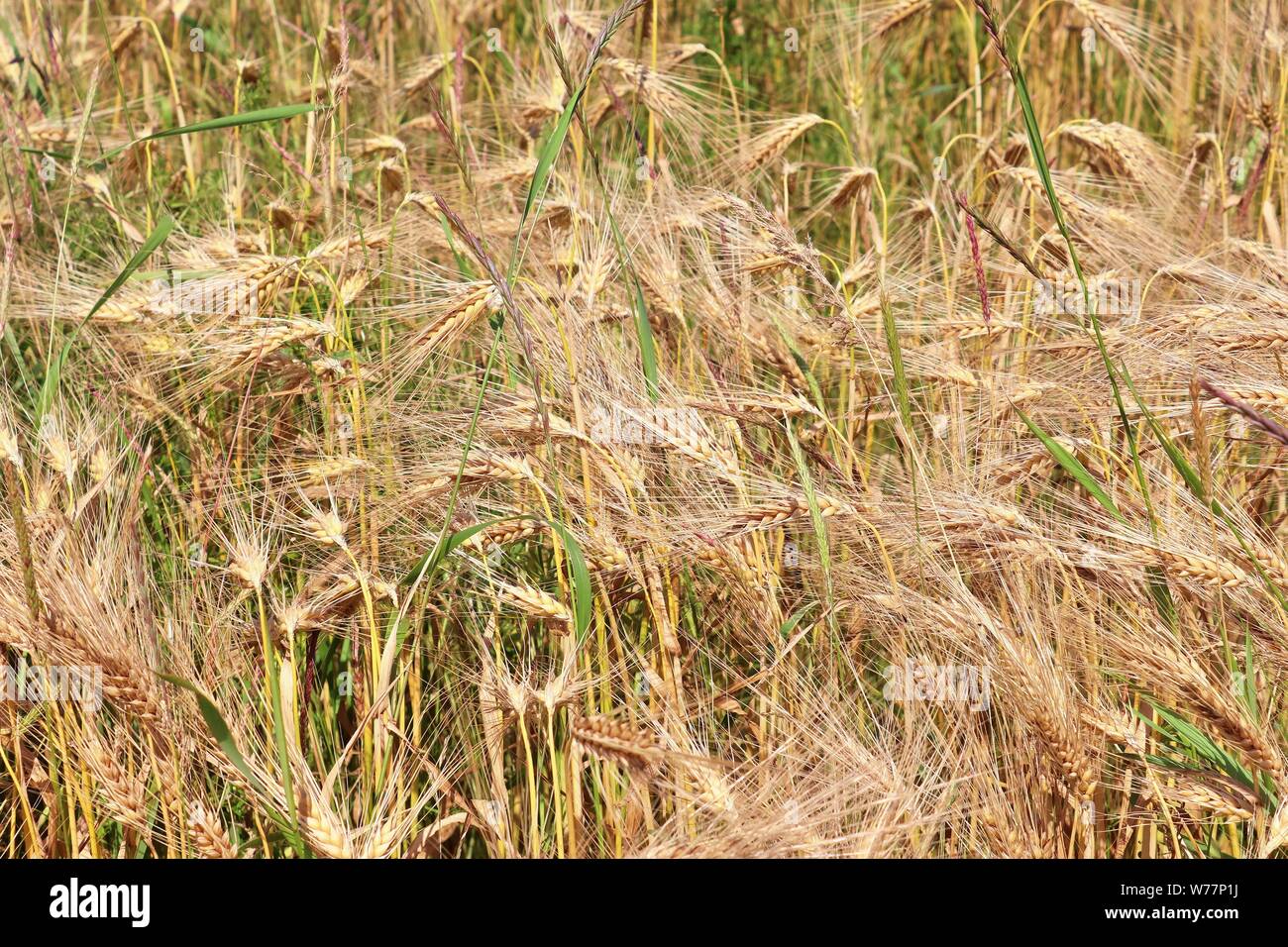 Beautiful and detailed close up view on crop and wheat field textures ...