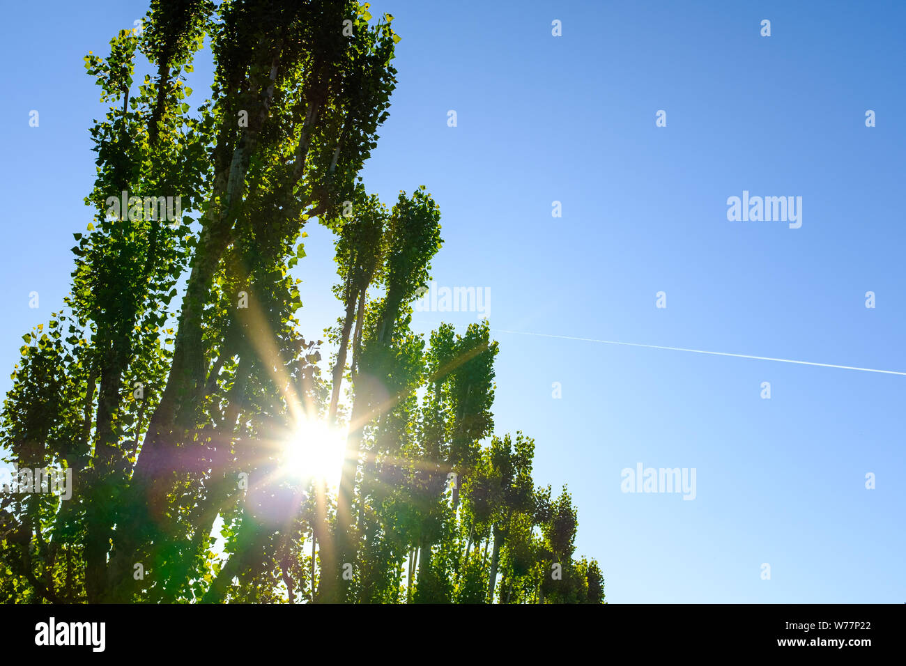 Sunlight Thru The Trees High Resolution Stock Photography and Images ...