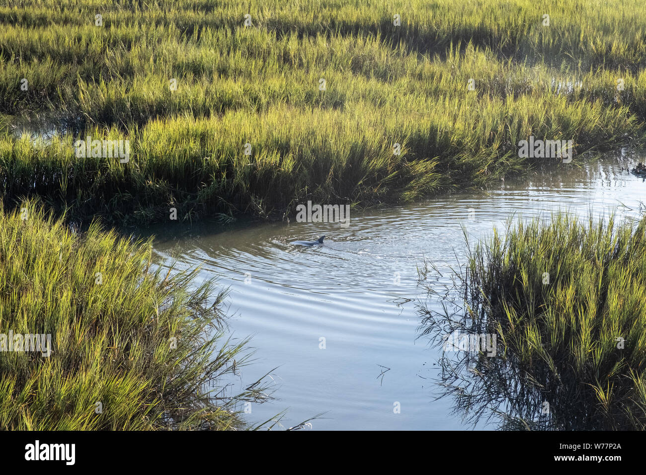 An estuarine bottlenose dolphin hunts for fish in a shallow marsh creek ...