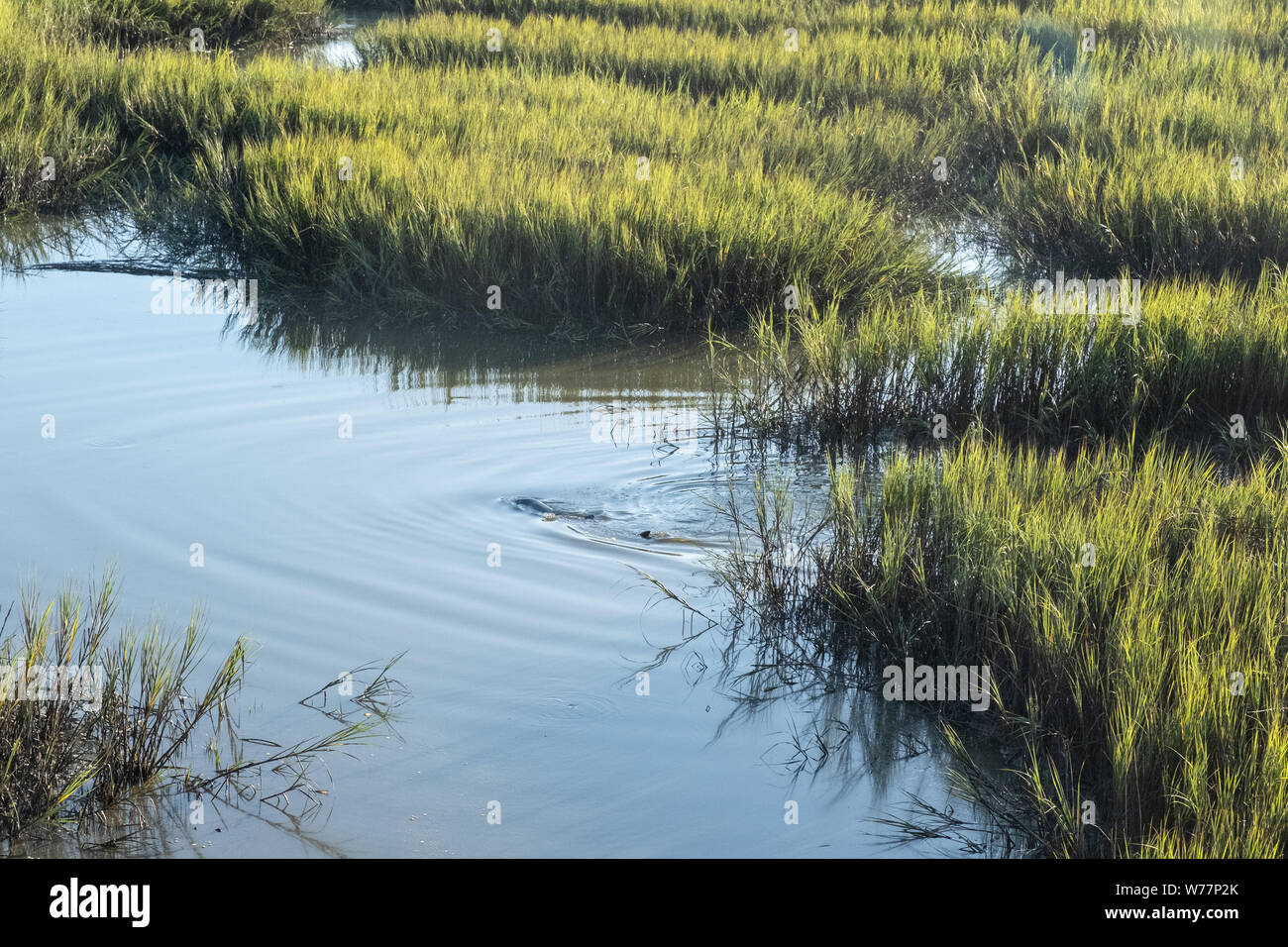 Bottlenose dolphin in shallow water hi-res stock photography and images ...