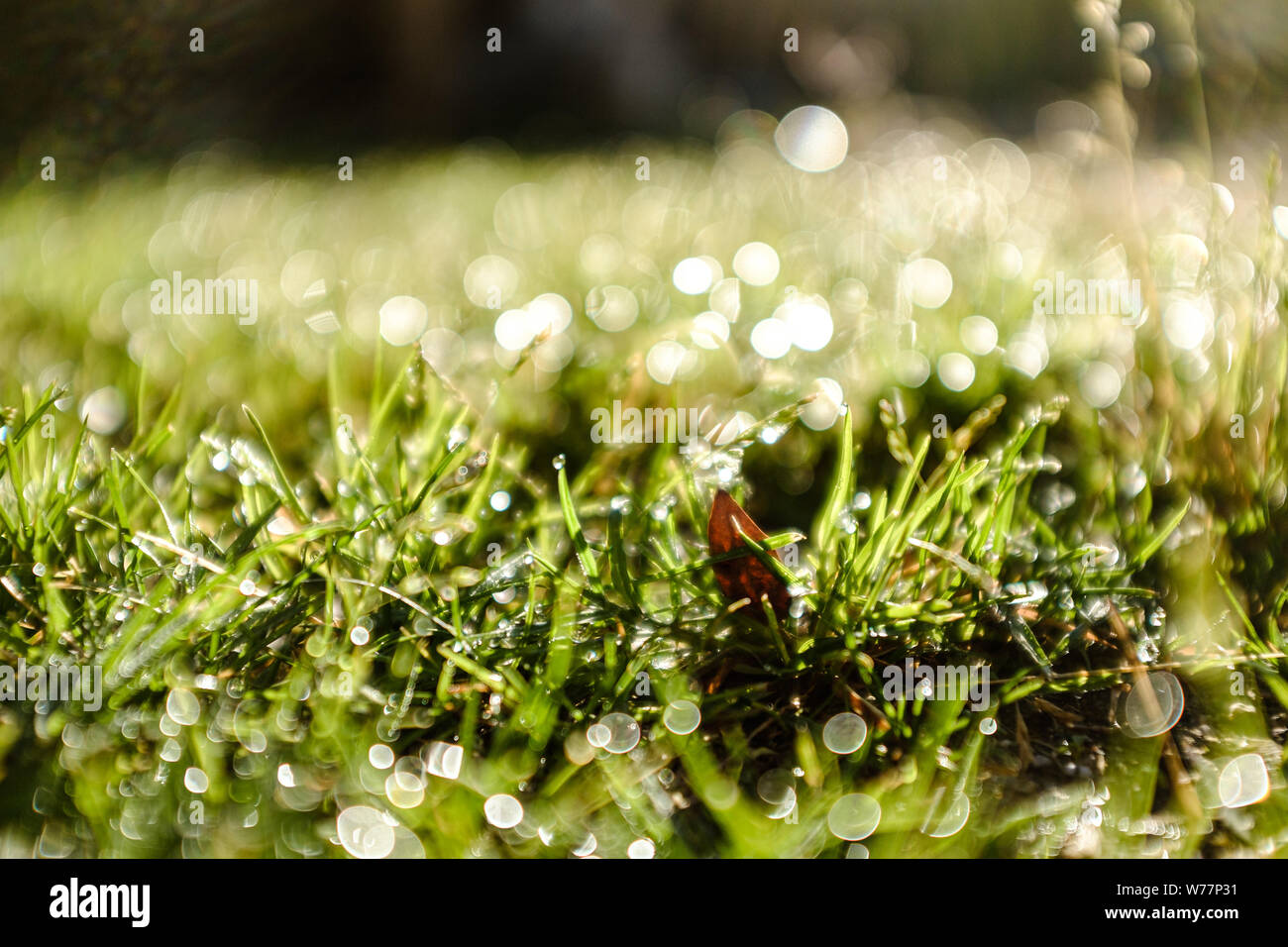 Green grass close up still with morning moist water drops Stock Photo ...