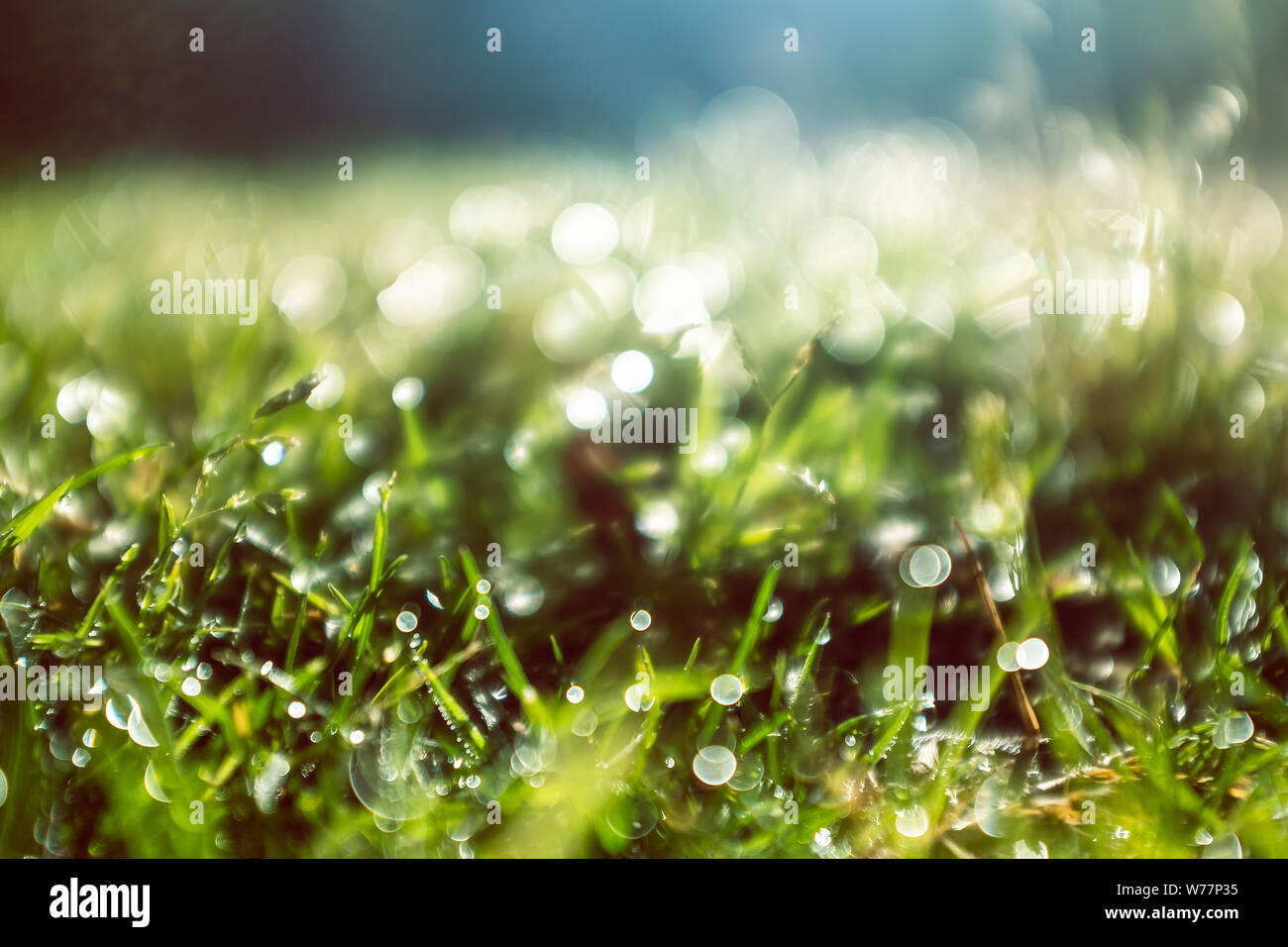 Green grass close up still with morning moist water drops Stock Photo ...