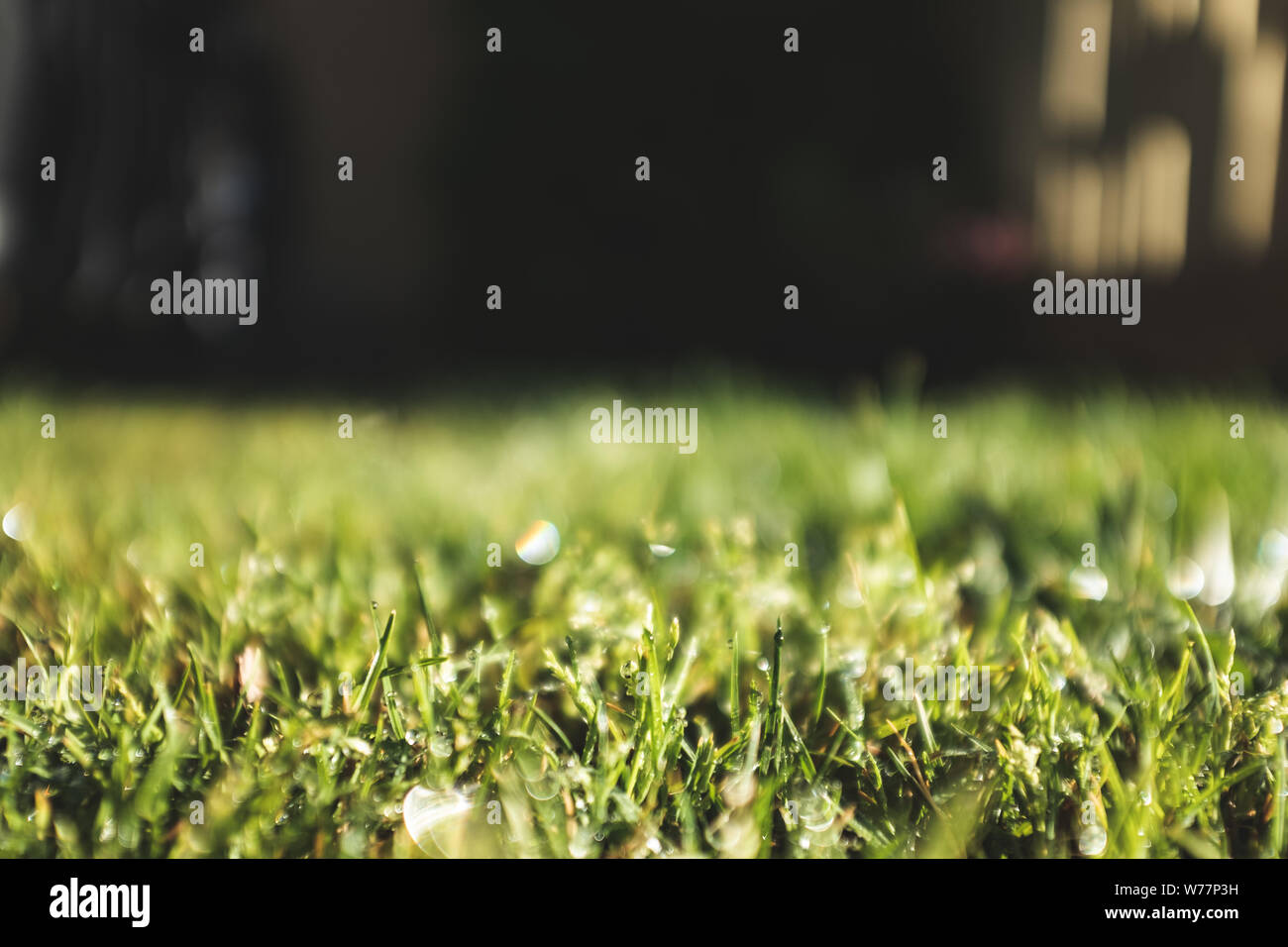 Green grass close up still with morning moist water drops Stock Photo ...