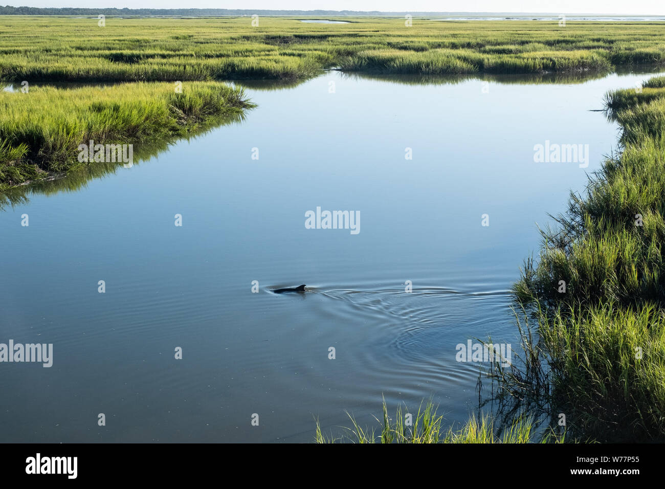 South carolina dolphin hi-res stock photography and images - Alamy