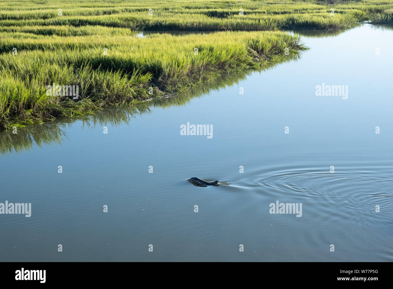 An estuarine bottlenose dolphin hunts for fish in a shallow marsh creek ...