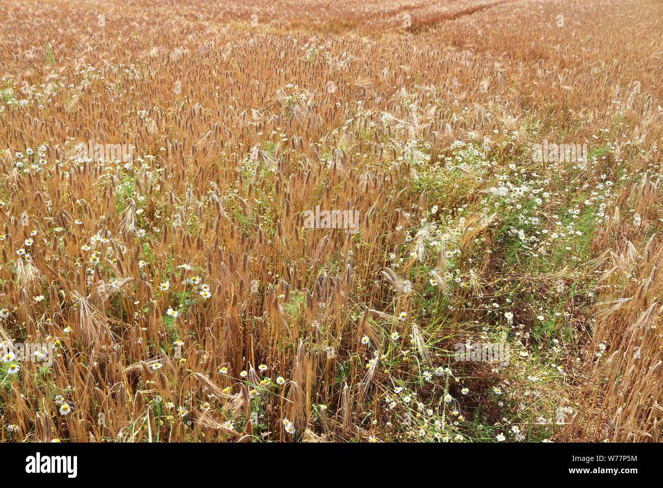 Beautiful and detailed close up view on crop and wheat field textures ...