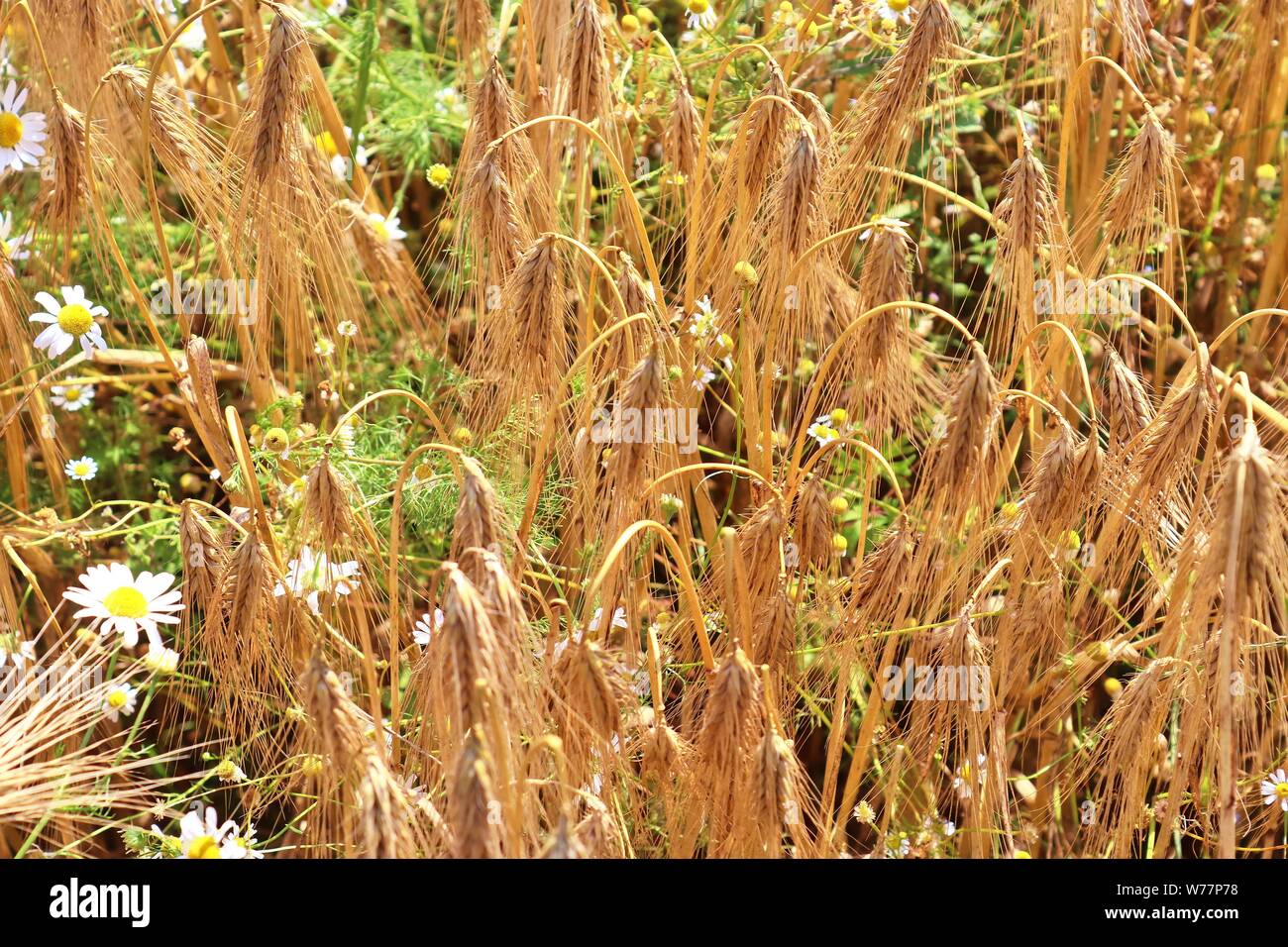 Beautiful and detailed close up view on crop and wheat field textures ...